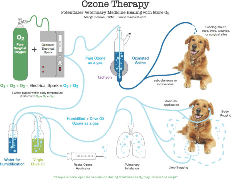 Ozone Therapy for Pets | Michigan City Animal Hospital